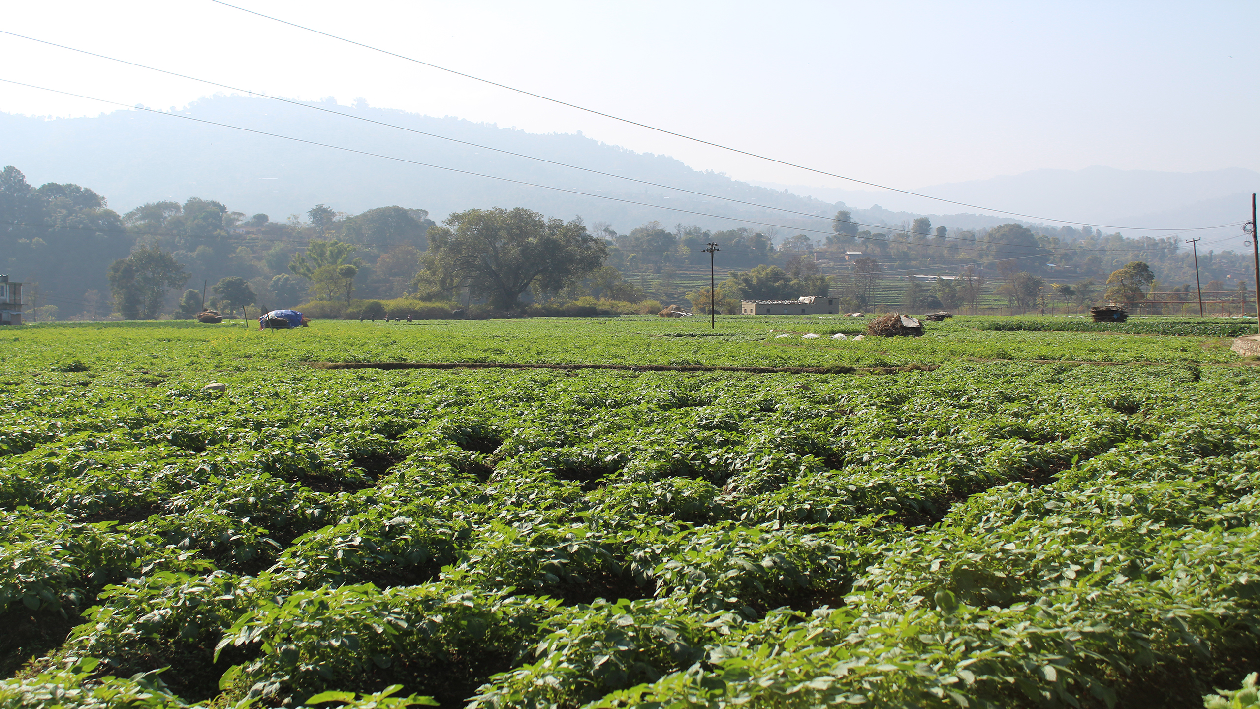 Panchkhal Municipality (Potato Farming) -1 | Panchkhal Municipality